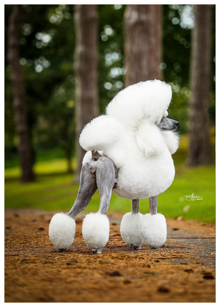 About poodles – Poodle Variety